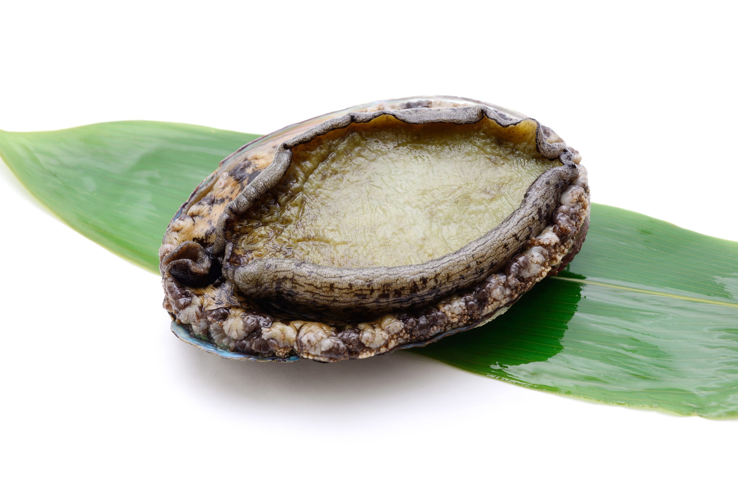 Ezo Abalone - Valuablelink Consulting Inc.