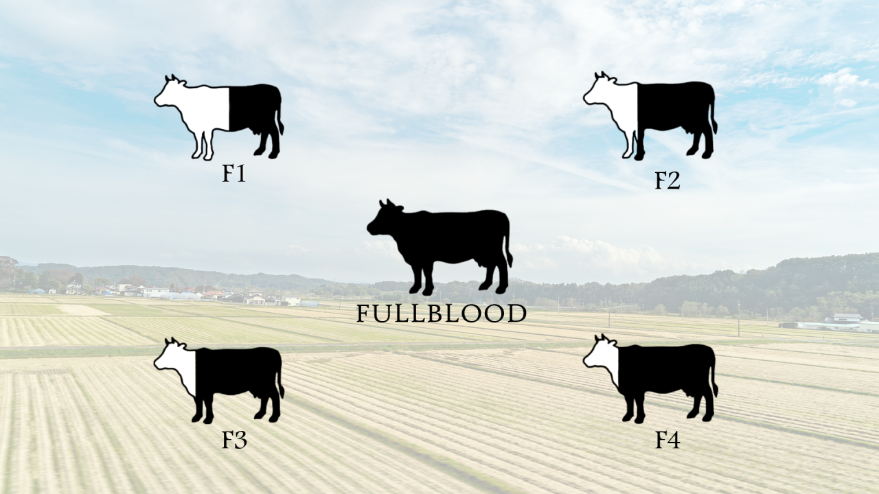 Iwate-Gyu : Authentic Fullblood Wagyu - Valuablelink Consulting Inc.